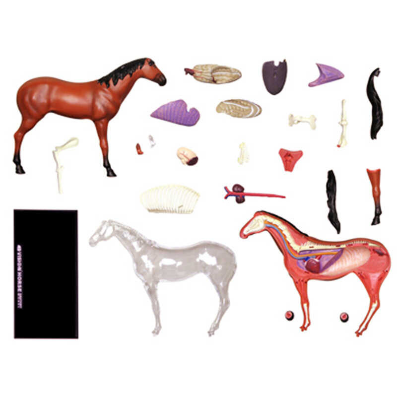 4D MASTER Puzzle Assembly Animal Biology Horse Organ Anatomy Medical ...