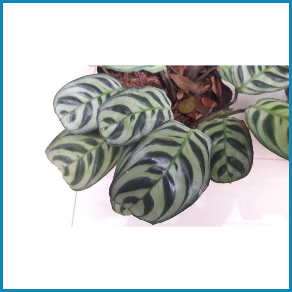 Calathea Burle Marxii ( Fishbone Calathea ) | Shopee Philippines