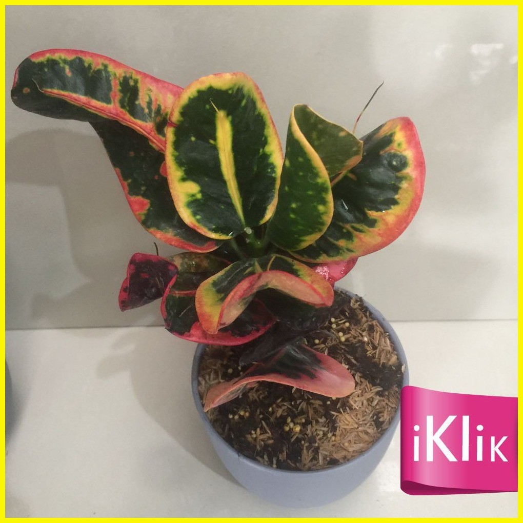 ♟ Croton | San Francisco | Very Establish Plant Potted | Outdoor Plant ...
