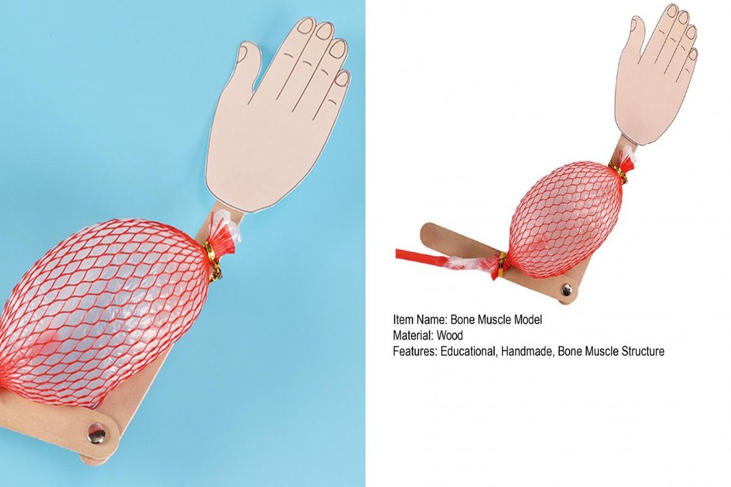 Bone Muscle Model Kit Kids Bone Muscle Model Diy Human Arm Anatomy ...