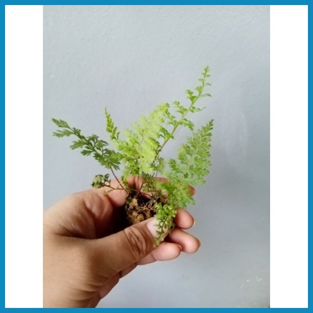 ferns (dwarf pako fern) | Shopee Philippines