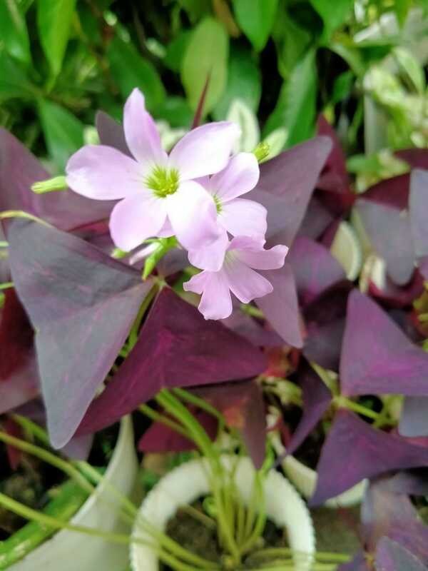 Oxalis Triangularis/ Butterfly Plant Live In Small Rooted White Pot ...