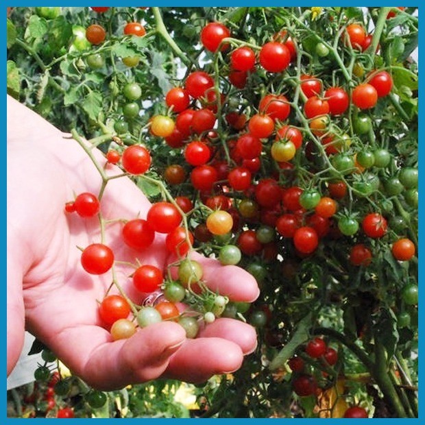 Micro Tomato Seeds - Tomato Super Sweet 100 Micro Tomato Seeds - Pea Size Cherry Tomato Seeds ...