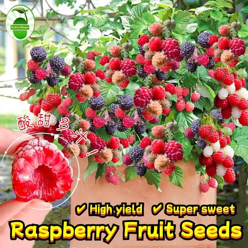 Dwarf Raspberry Fruit Seeds For Sale (1000 Pcs/Pack) Sweet Raspberry ...