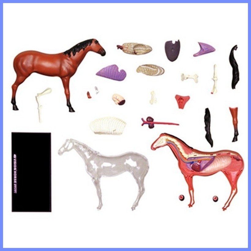 Animal Organ Anatomy Model 4D Horse Intelligence Assembling Toy ...