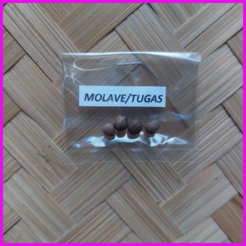 ۞ Molave Tugas Tree Seeds (4Pcs/Pack) | Shopee Philippines