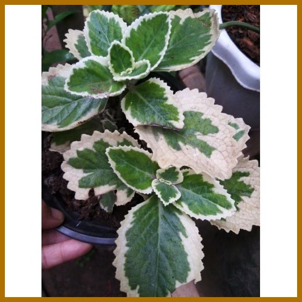 Oregano Variegated Oregano Rare Brazil variety | Shopee Philippines