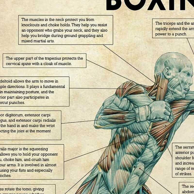 ANATOMY BO Poster Charts, Combat Sports Art Decoration Banner Wall ...