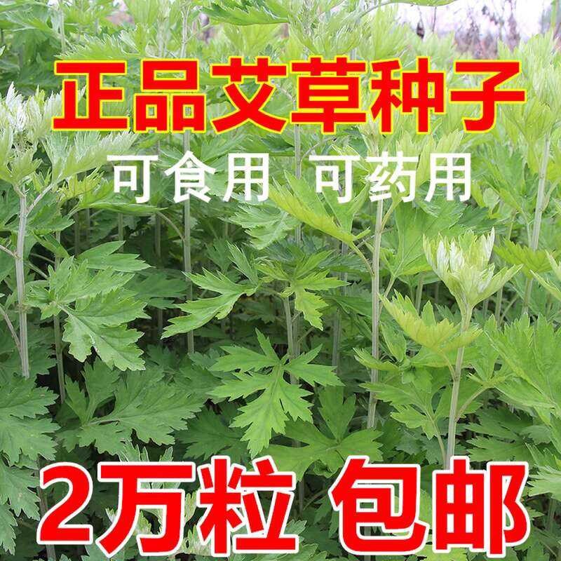 Planted, argyi for use medicine, bones wild leaves argyi, Artemisia ...