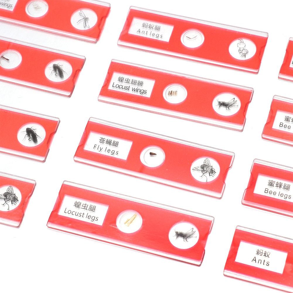 Prepared Microscope Slides for Kids, Plastic Animals Insects Plants ...