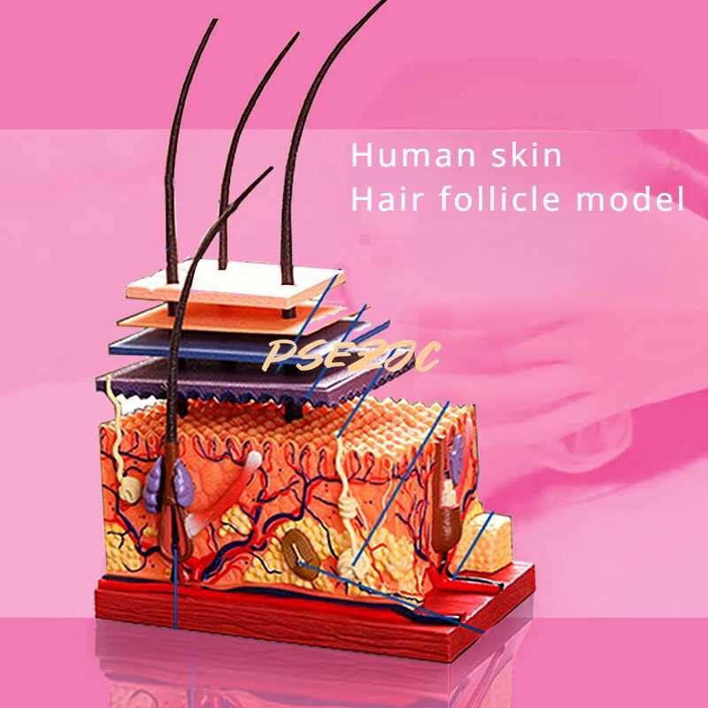 4D Medical Ching Plastic Adhesive Human Skin Structure Anatomical ...