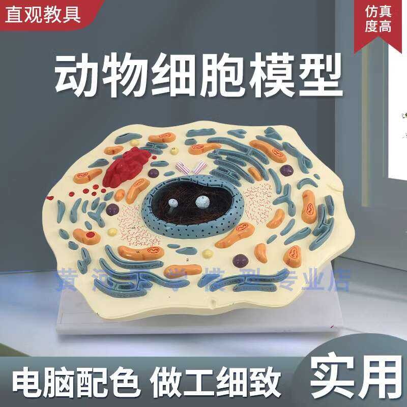 Tt Animal Cell Submicroscopic Structure Model, Hospital Biology School ...