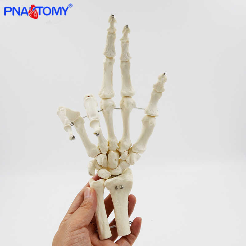 1:1 Human Bone Model Adult Size Flexible Bones Of Hand Radius Ulna ...