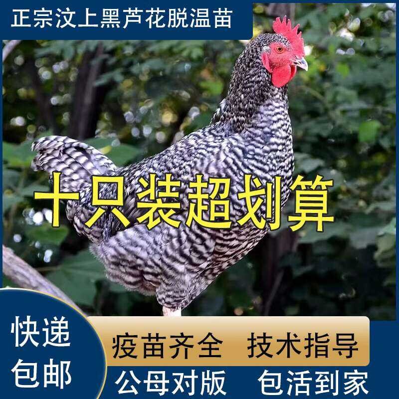 One pound purebred Wensha green shell egg half grown de warmed seedli ...