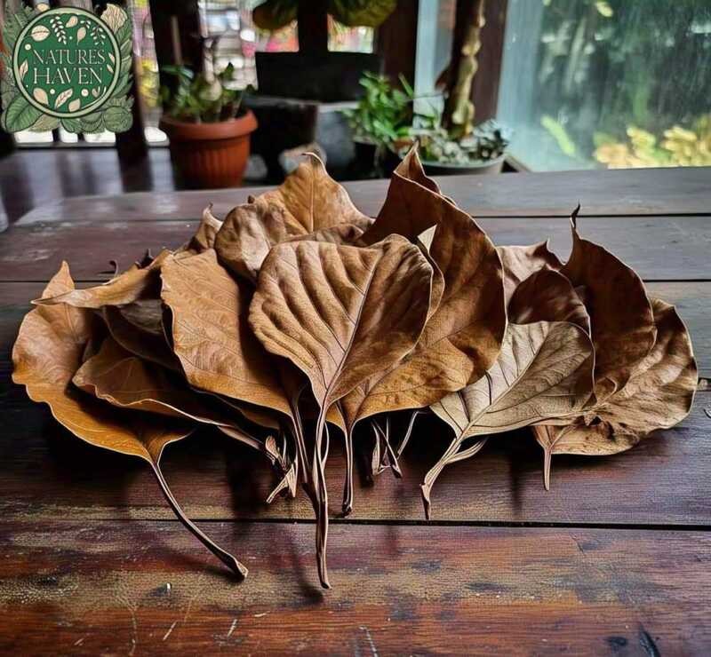 Sun Dried Talisay Leaves (For Betta Fish) | Shopee Philippines