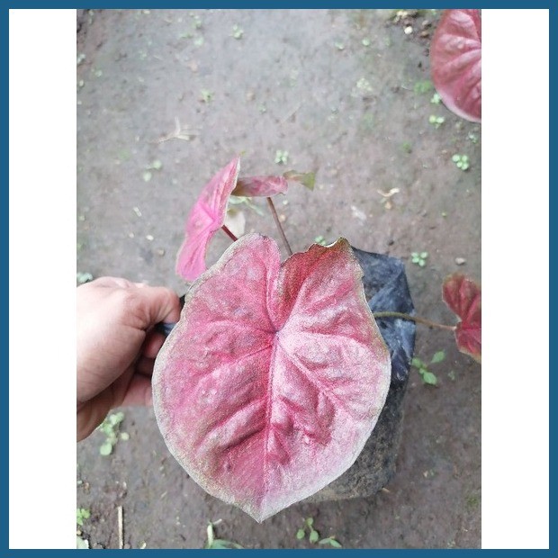 100% Real Live Indoor and Outdoor Red Emperor for sale (Caladium ...