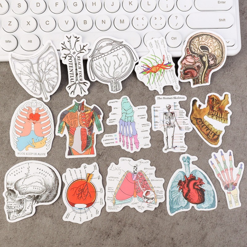 53Pcs/Set Creative Anatomy-themed Stickers DIY Human Anatomy Pattern ...