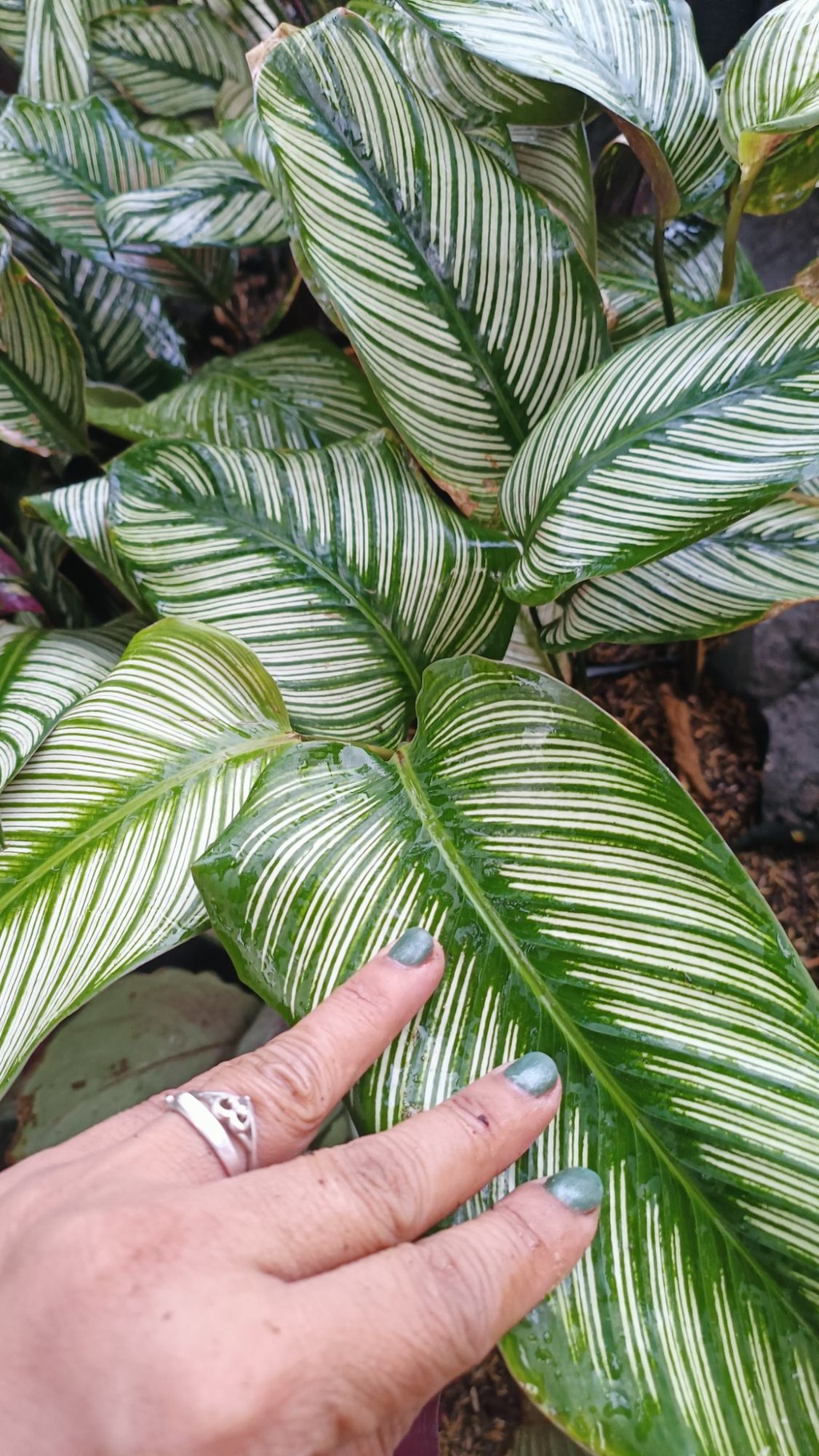 LGM Calathea alba x linata hybrid variety | Shopee Philippines