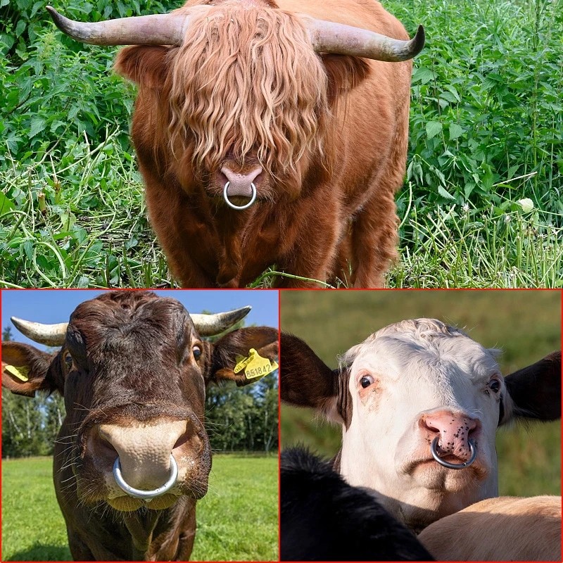 Cattle nose ring Stainless steel Bull nose ring Cow traction clasp ring ...