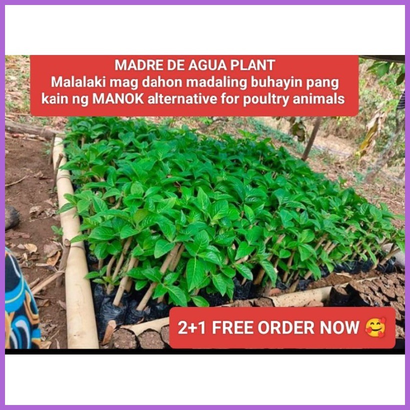 MADRE DE AGUA CUTTINGS ROOTED MY DAHON AT UGAT NA KAYA SIGURADO ...