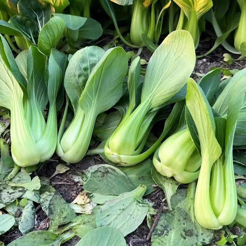 (500 SEEDS/PACK) CHINESE PECHAY/PAKCHOI SEEDS/CHOY F1/PAK-CHOY/FOR ...