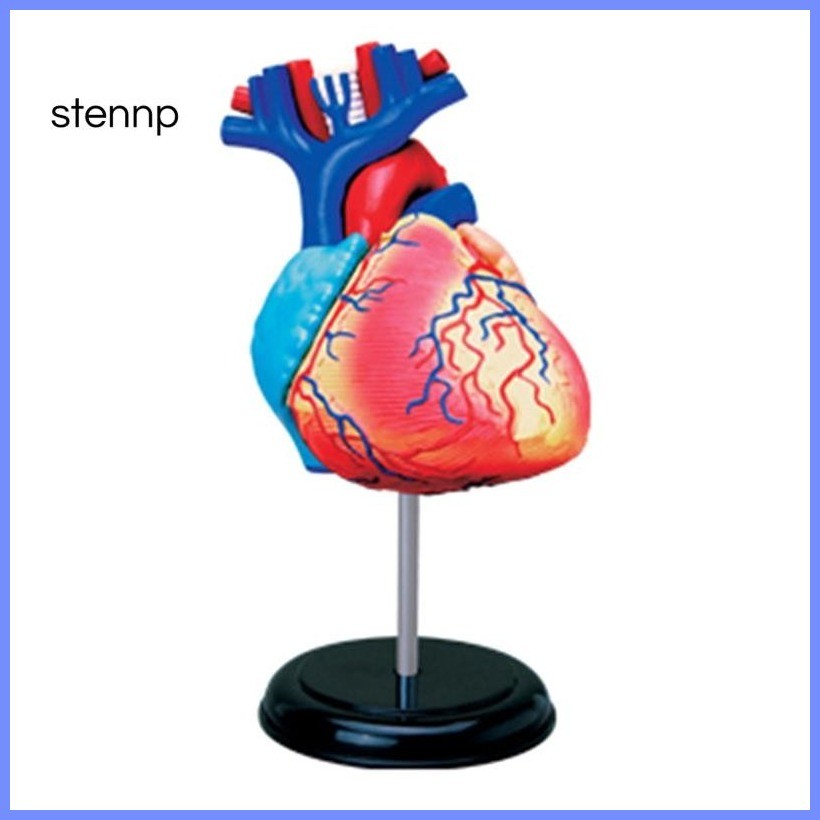 Medical-Torso Human Body Model Removable Parts Education Organs Model ...