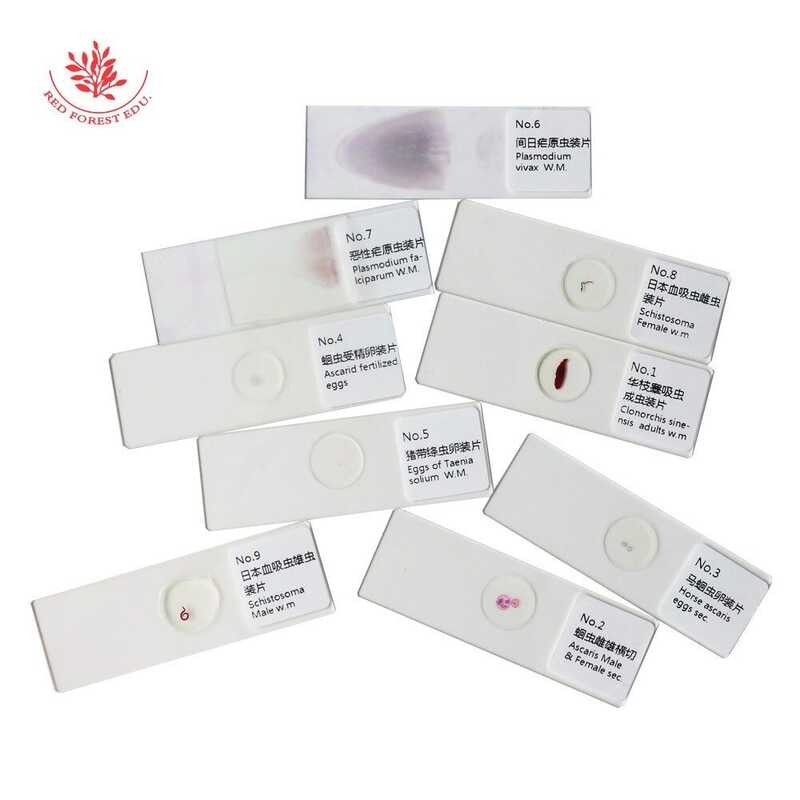 Kinds 10 Parasite Set Parasitology Prepared Microscope Slides For ...