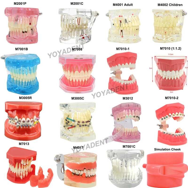 Maraming Uri Ng Dental Teeth Ching Models Typodont Orthodontic Model ...