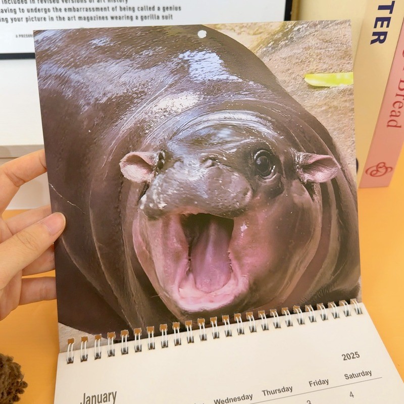 2025 Fun Cute Internet Celebrity Dwarf Hippopotamus Calendar- Modern ...