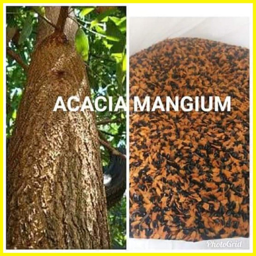 ۞ ACACIA MANGUIM SEEDS ( 100 SEEDS)( BUY 2 GET 1 FREE ) | Shopee ...