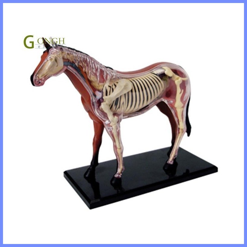 Animal Organ Anatomy Model 4D Horse Intelligence Assembling Toy ...