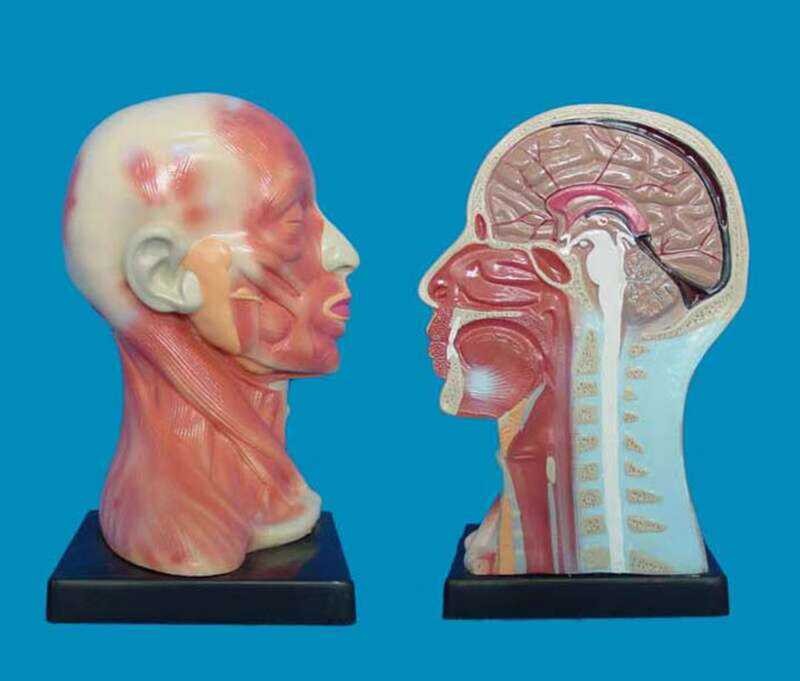 Tt Anulo Tao May Leeg (Kalahati), Kalamnan, Butas Butas, Utak, Bahagi ...