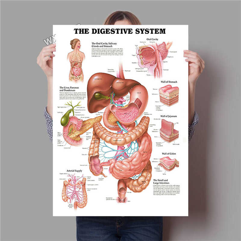 Human Anatomy Muscle System Posters Digestive Diagram Medical Wall Art ...