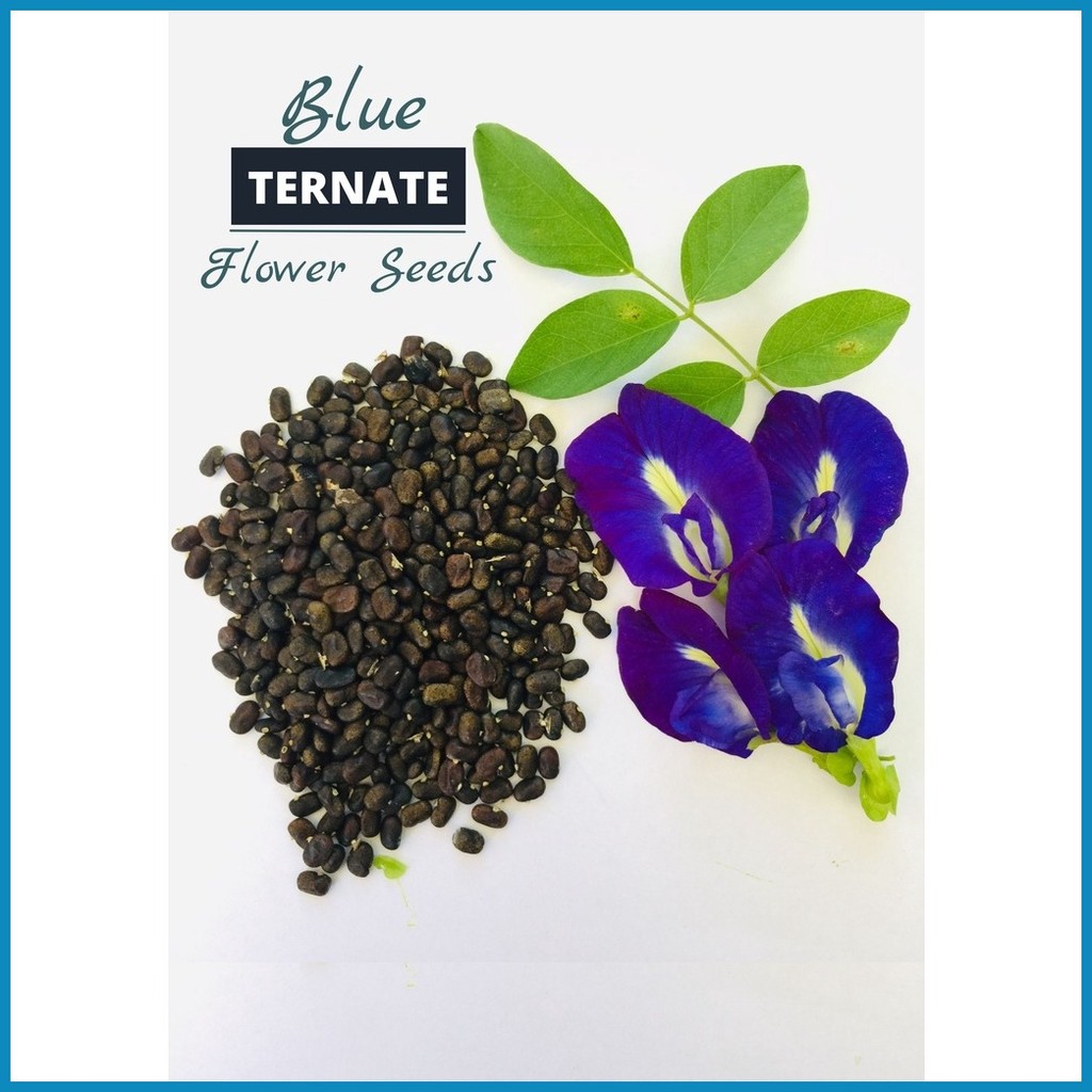 GO ORGANIC PH Blue Ternate / Butterfly Pea Flower Seeds - 25pcs/pack ...