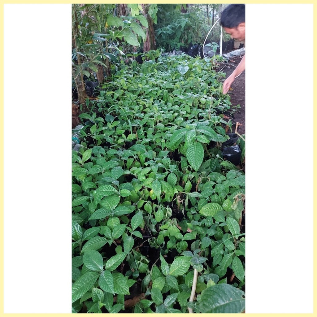 ⊦ ⋩ Madre de Agua Rooted (may Ugat at Dahon -Buhay na po ito) | Shopee ...