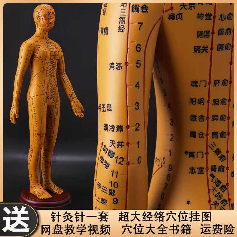 Zhenghe Point Human Model Twelve Meridians Small Skin Acupuncture ...