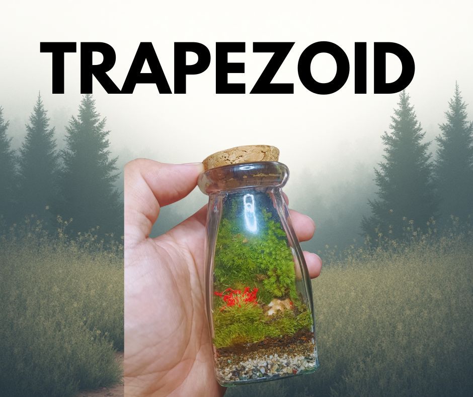MINI TERRARIUM ON JAR | Shopee Philippines