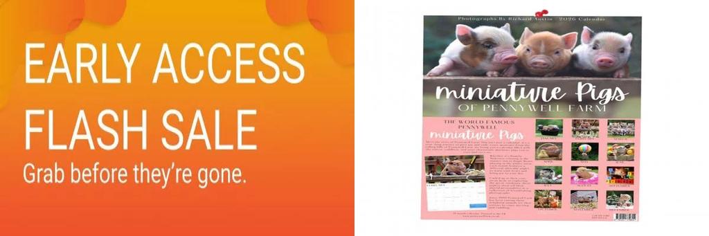 soulmate| Zoo Calendar Mini Pig Calendar 2026 Miniature Pigs Wall ...