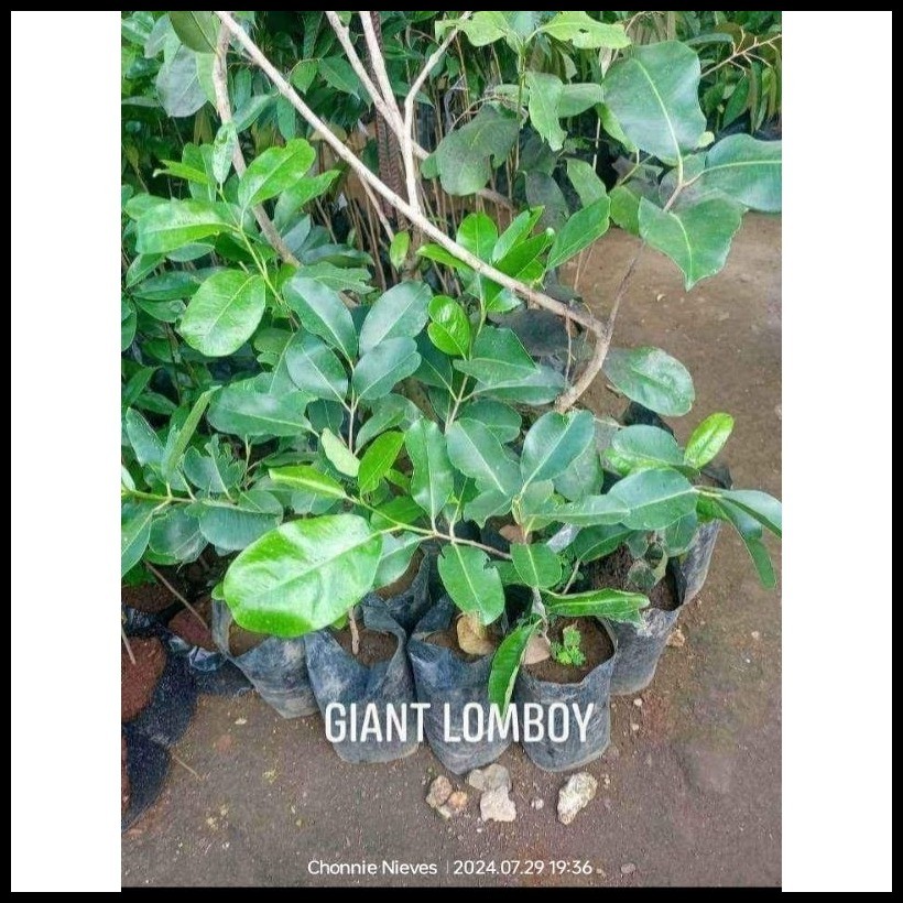 Shop lomboy for Sale on Shopee Philippines