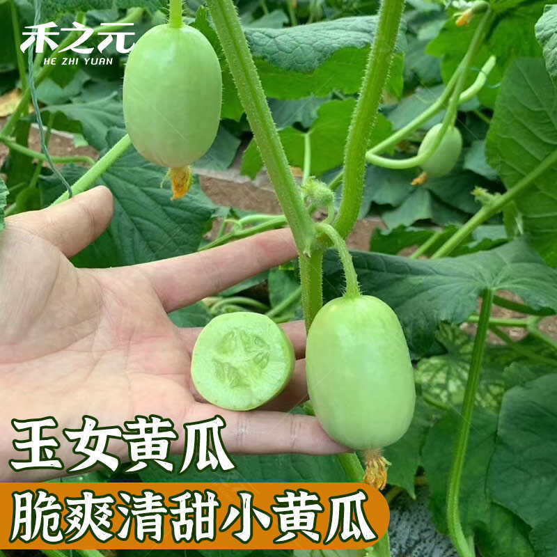Jade Girl Cucumber Seed, Fruit Seedling, Golden Boy Gherkin Balcony ...