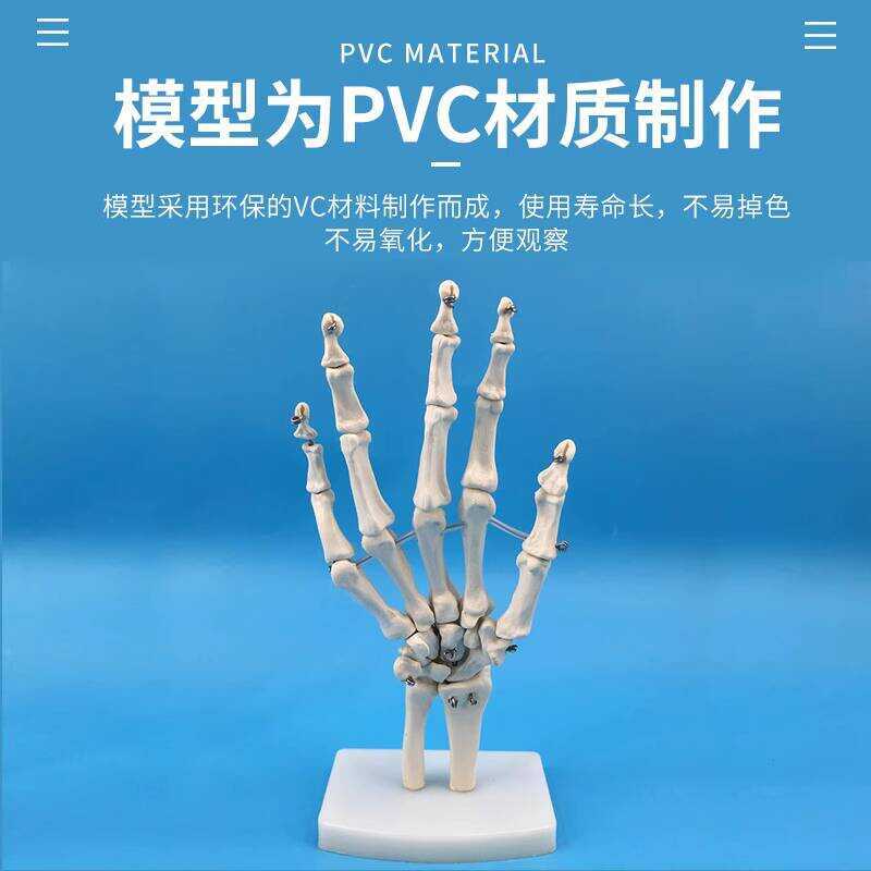 Adult Joint Function Human Model Hand Anatomy Palm Bone Bendable ...