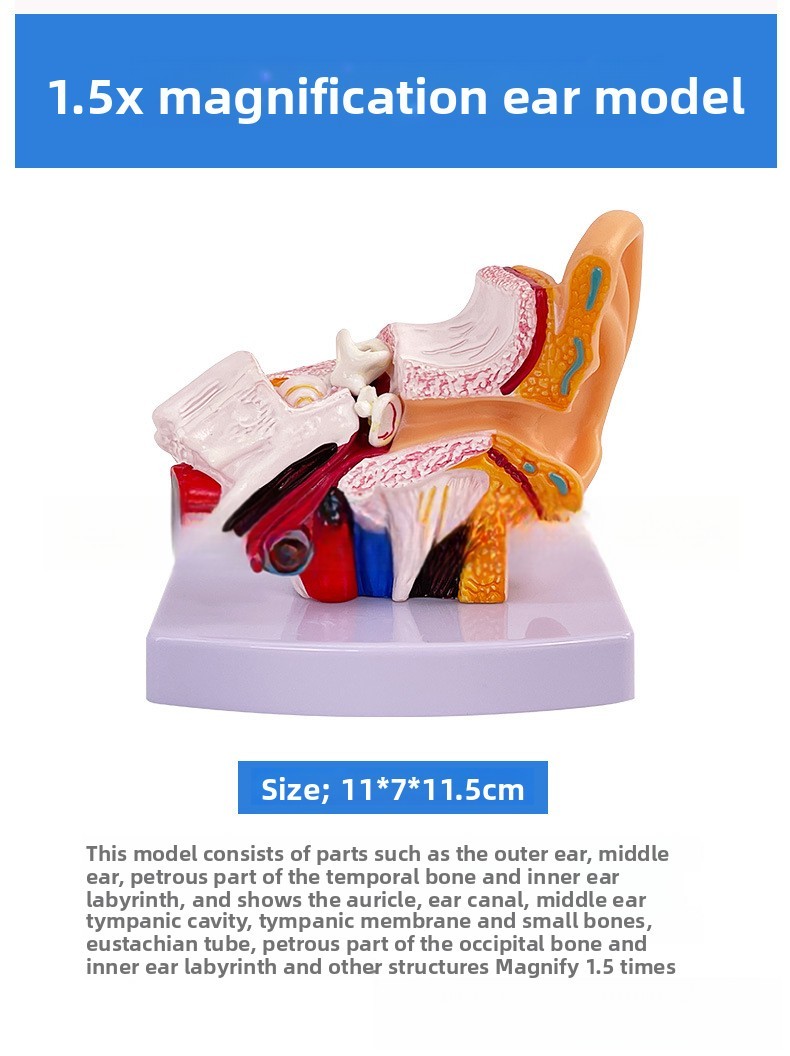 Ear Model Desktop Ear Anatomy Model External Middle Inner Ear Auditory ...