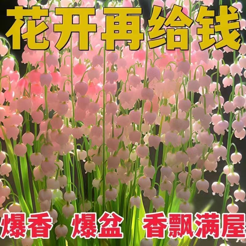 [Death Guarantee] Lily Of The Valley Balcony Indoor And Outdoor ...
