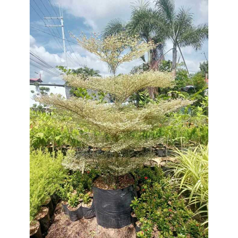 Variegated African Talisay Fully Rooted I Live Plant Dd5 | Shopee ...