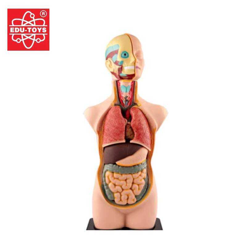 © Hong Kong EDU 11 Pieces 50cm Human Model Toy Half Body Internal ...