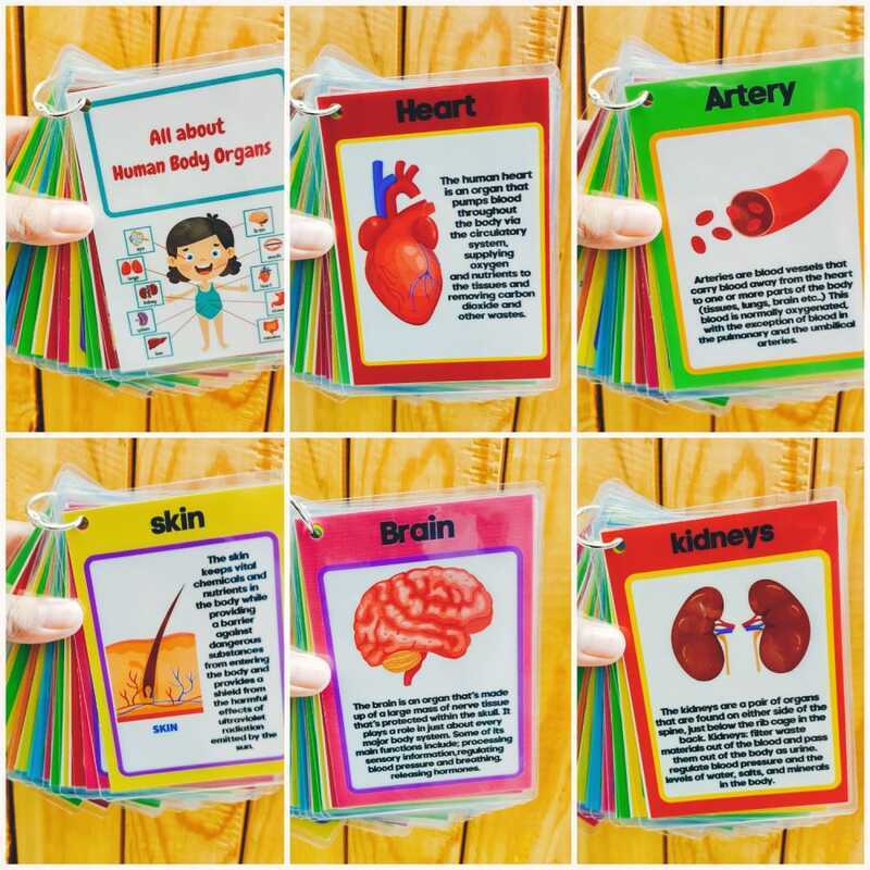 Ae Internal Organ Human Body Educational Laminated Flashcards With ...