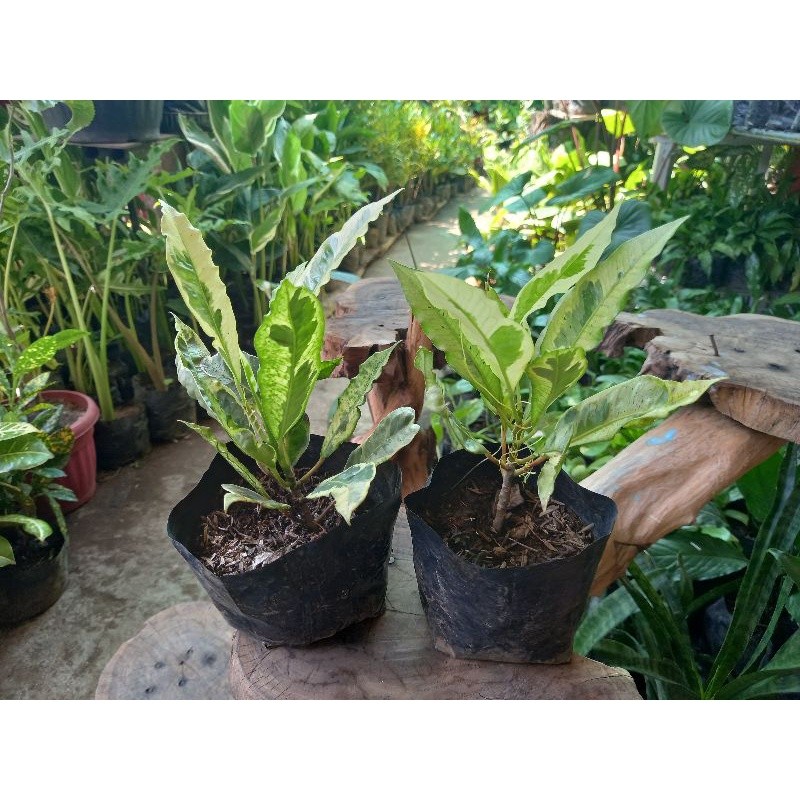 Andrew Croton 2 for 390 Rooted Live Plants | Shopee Philippines