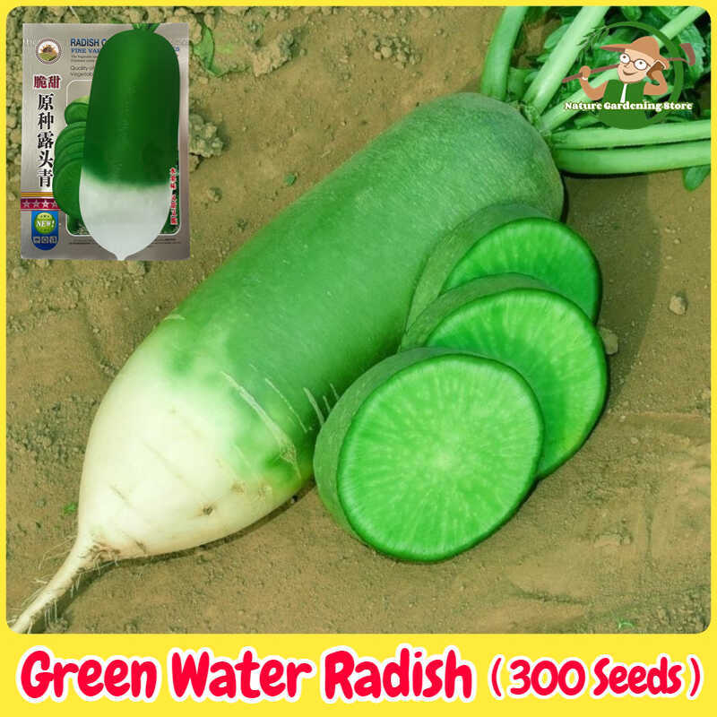 Planting (300 Seeds) - Korean Sweet Crispy Green Water Fruit High Yield ...