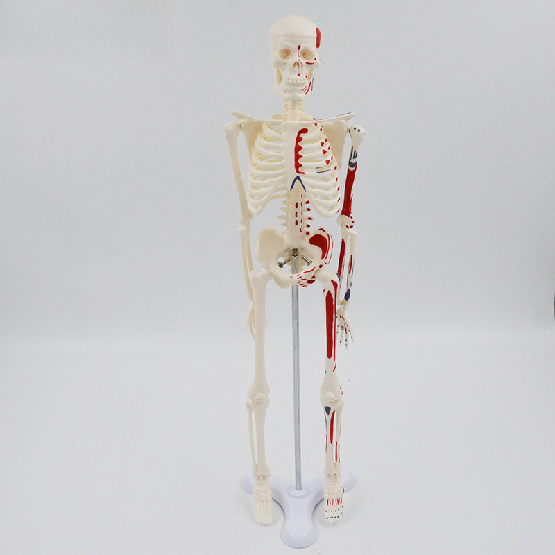 45cm Colorful Human Skeleton Model Muscle Starting and Ending Points ...