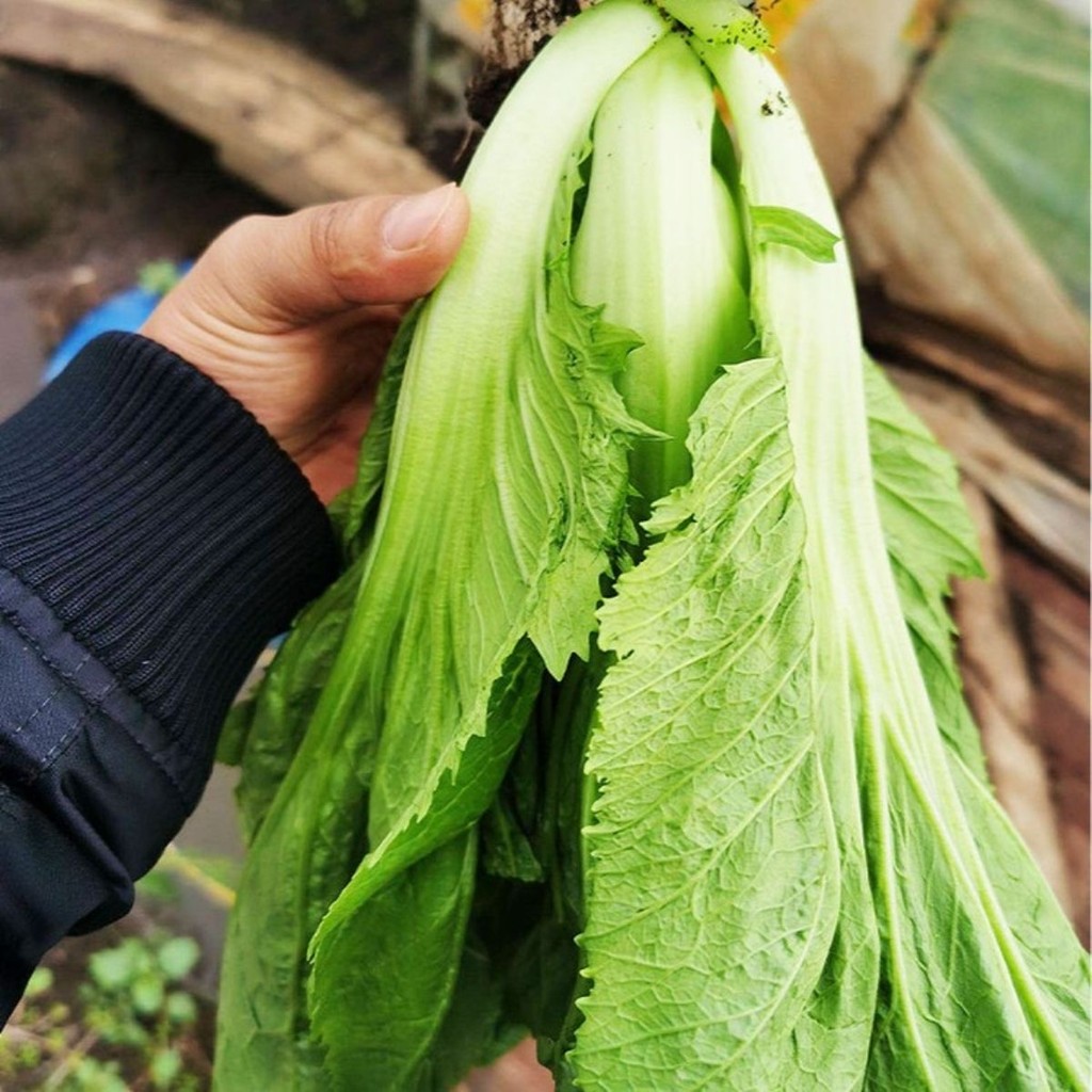 (500 seeds/pack) MUSTARD / MUSTASA SEEDS Organic | Shopee Philippines